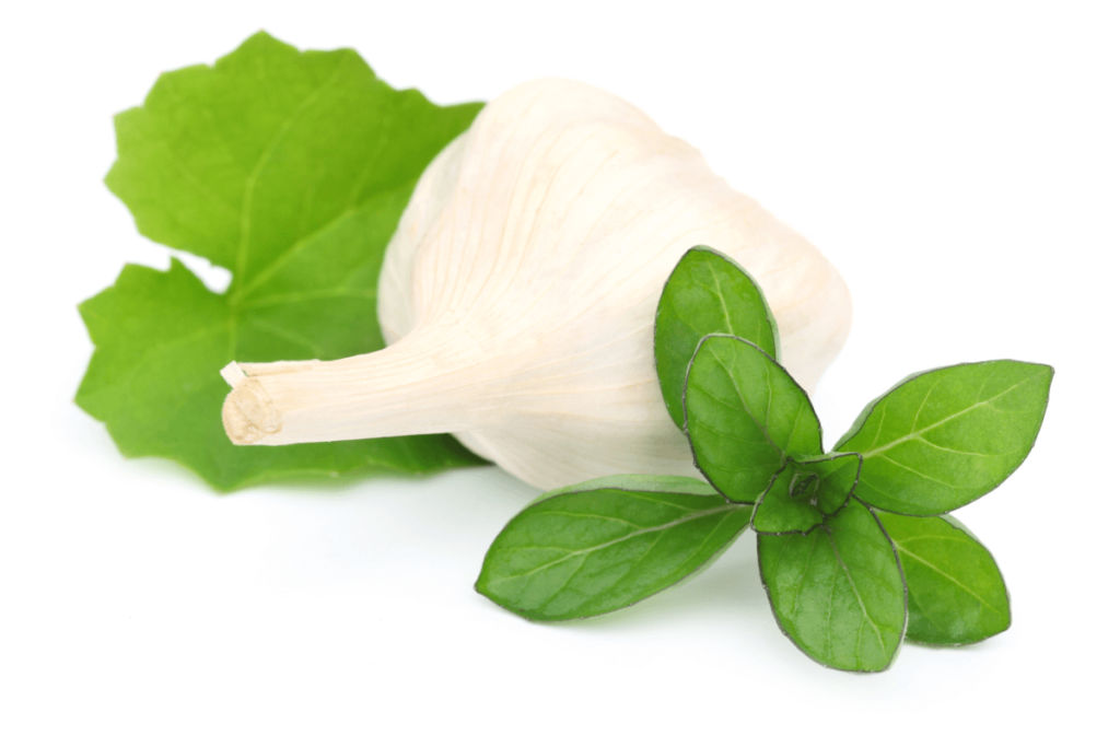 Brahmi for Hair: 9 Science-Backed Benefits & Uses | Self Care Voyage